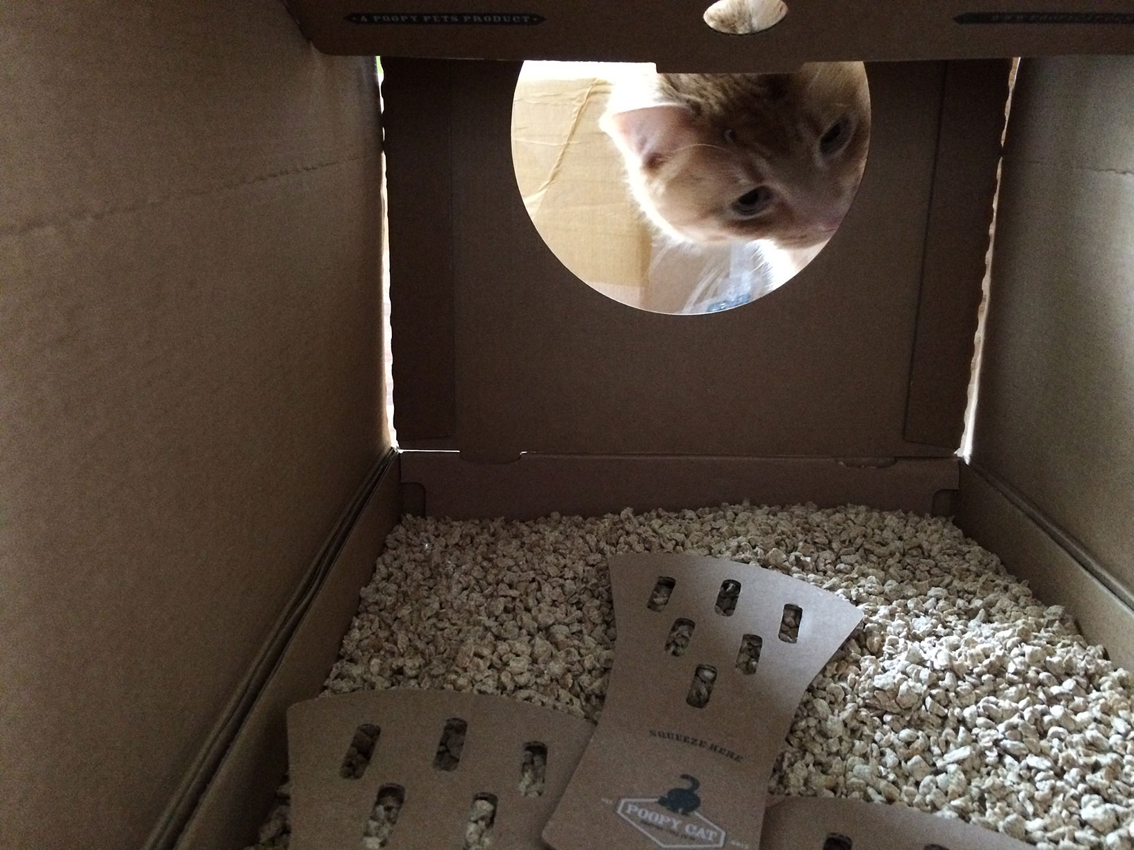 Poopy Cat Katzenklo - Die Einwegtoilette im Test