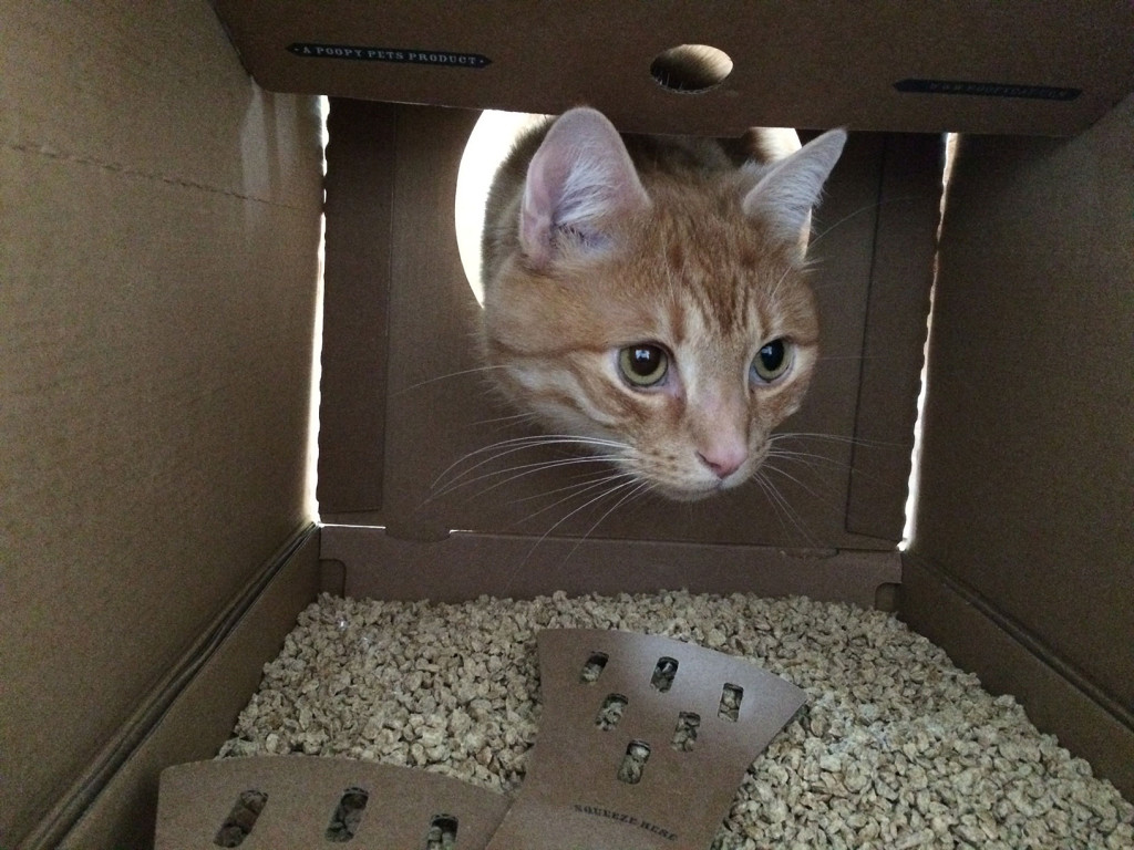 Poopy Cat Katzenklo - Die Einwegtoilette im Test